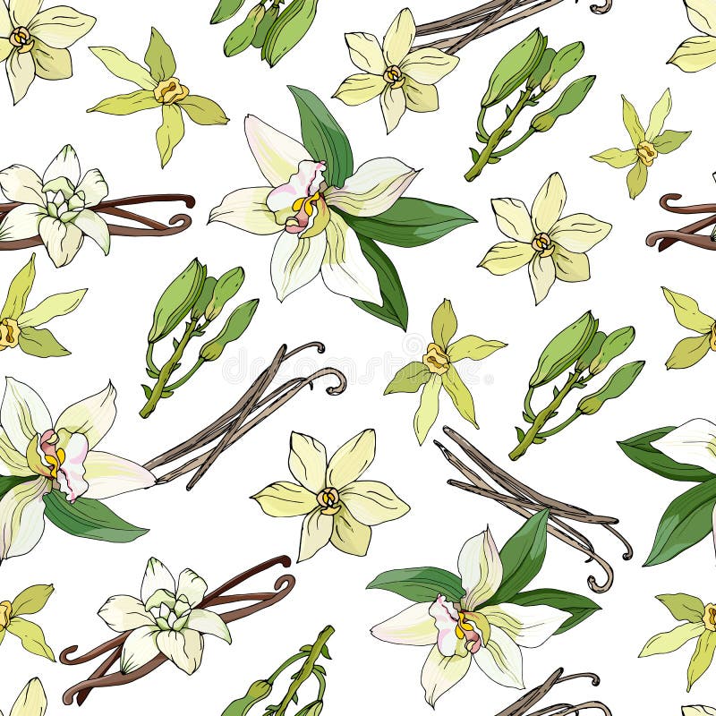 Light Pattern of Vanilla Flowers on a White Background. Seamless Vector ...