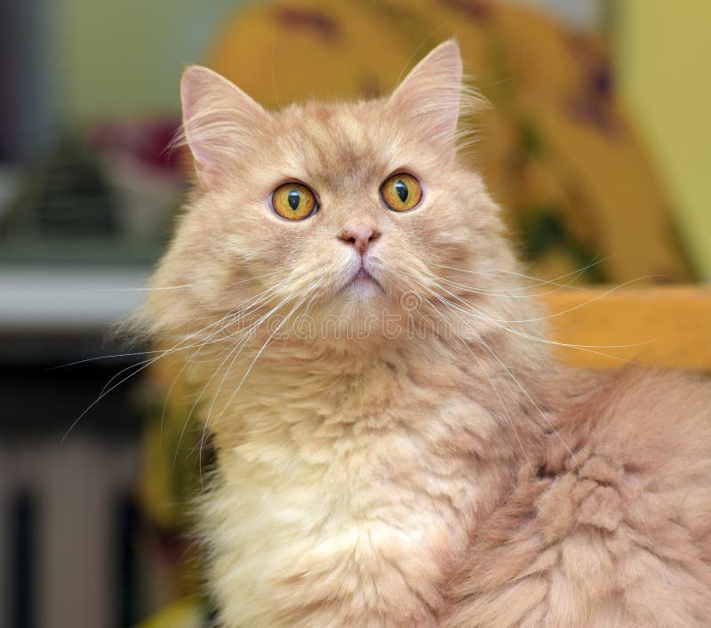 Light peach cat portrait stock photo. Image of curious - 183133174