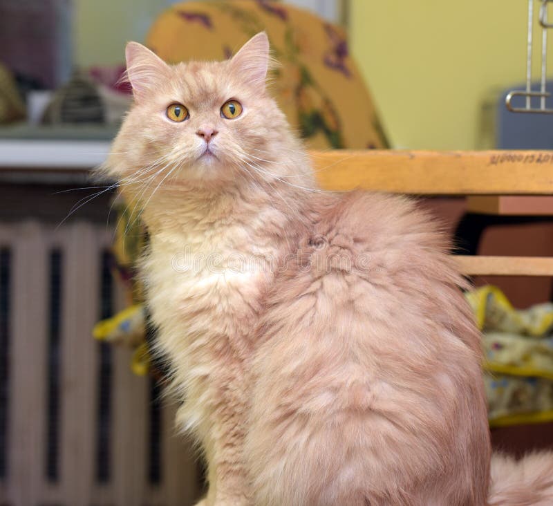 Light peach cat portrait stock photo. Image of portrait - 183133188