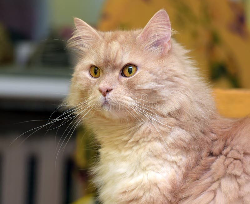 Light peach cat portrait stock image. Image of adorable - 183133291