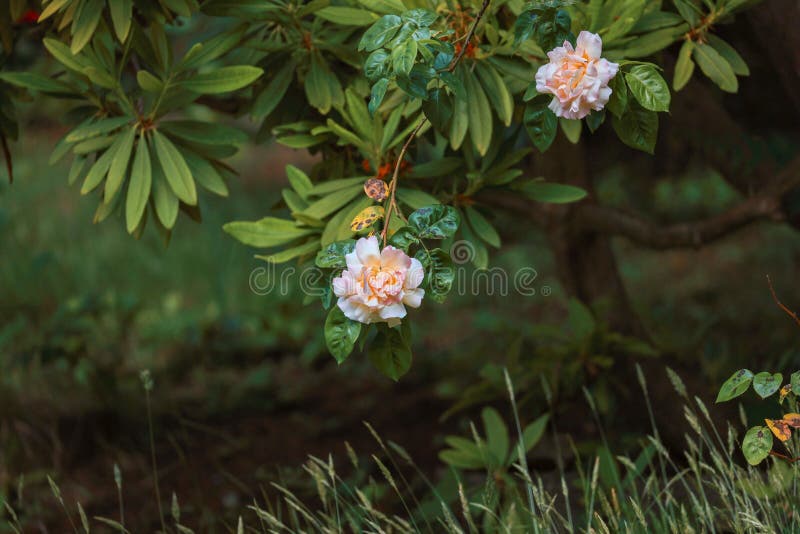 Light Peach Colored Climbing Rose Blooming through Rhododendron Stock ...