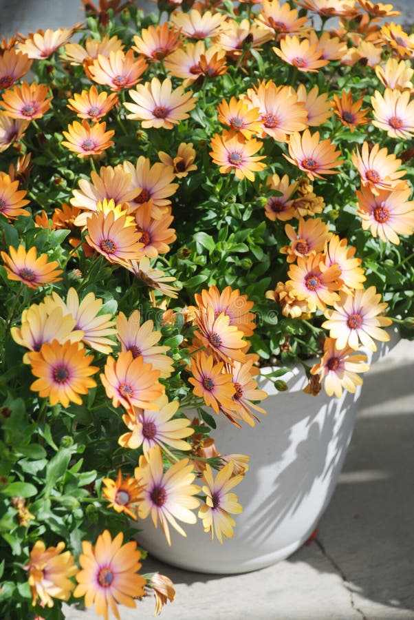 Light Peach Osteospermum or Dimorphotheca Flowers, Light Peach Flowers ...