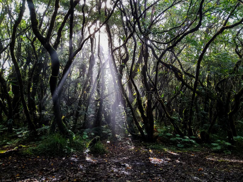 The Light Penetrates the Trees and the Atmosphere Looks More Dramatic ...