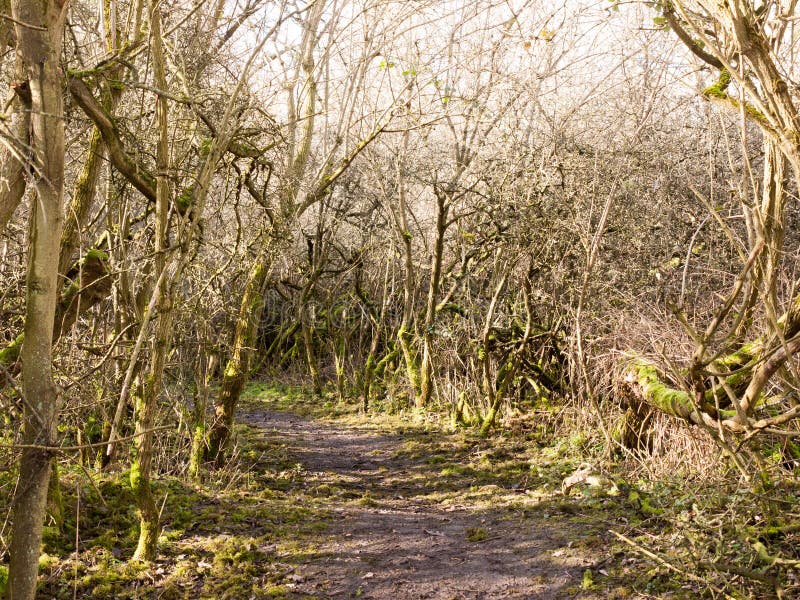 Light Piercing through Holloway of Branches Country Track Path Stock ...