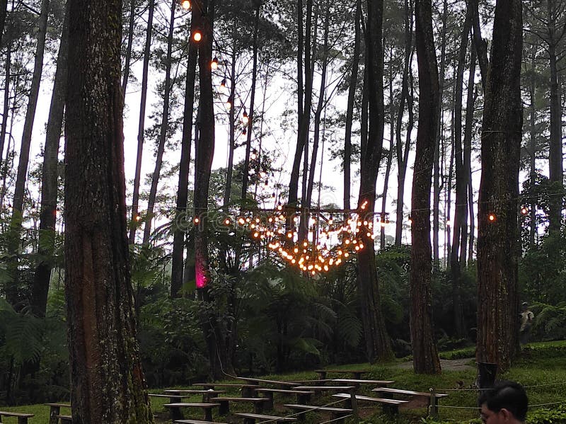 Light in the pine forest stock image. Image of morning - 264899997