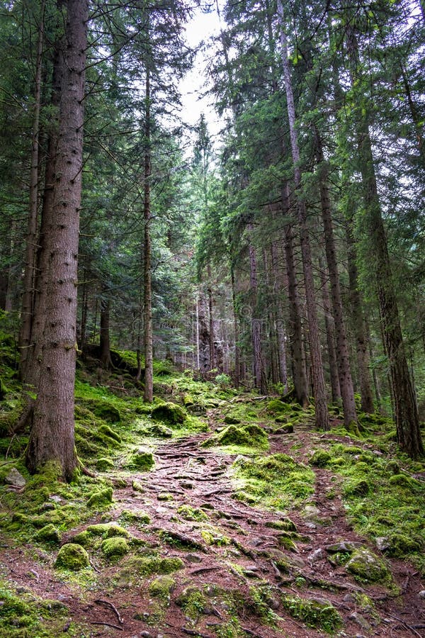 Light in a Pine forest stock image. Image of shiny, environment - 157693381