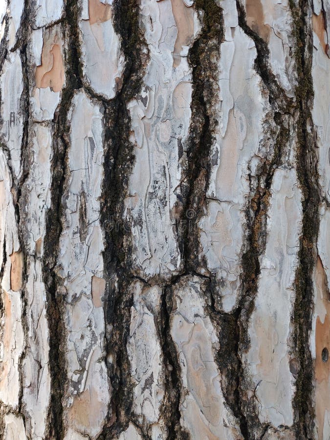 Pine Wood Texture Light Color Stock Photo - Image of jacket, wood: 13639708