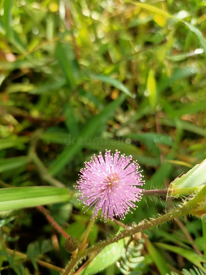 Light ping feather flower stock image. Image of green - 271799347