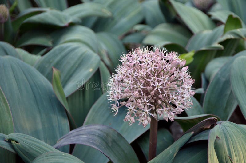 Pink Allium Flowers stock photo. Image of horticulture - 811648