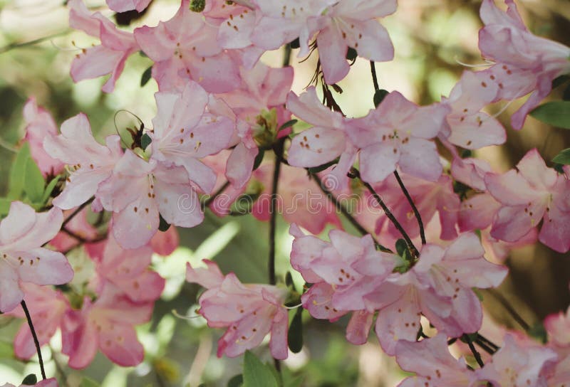 Light Pink Azalea Flowers on Tree Branches Stock Image - Image of ...