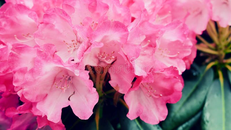 Light Pink Blooming Azaleas in the Garden. Stock Image - Image of ...
