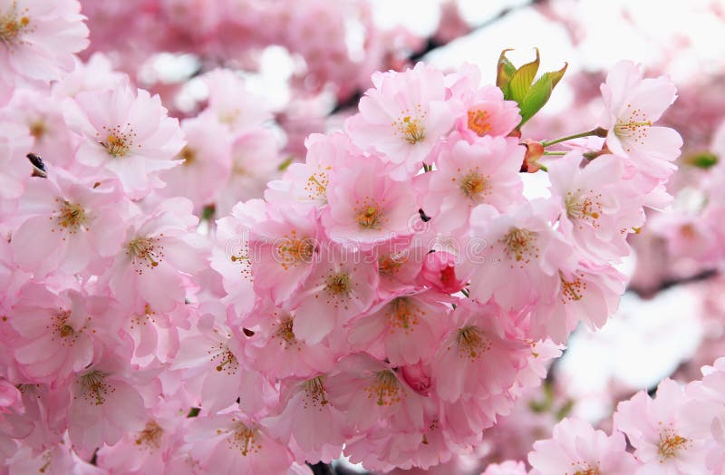 Light Pink Blooming Cherry Tree, Closeup Stock Image - Image of branch ...