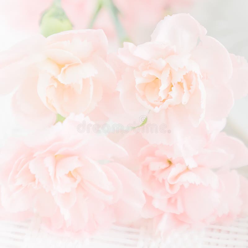 Light Pink Carnation Flowers. Soft Focus, Close Up Stock Photo - Image ...