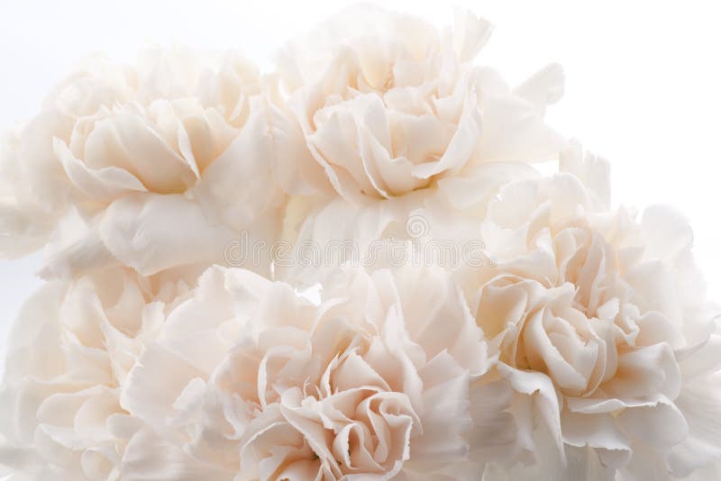 Light pink carnations stock image. Image of gillyflower - 22587933