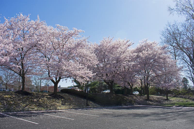 Light Pink Cherry Blossom (Sakura) Trees -01 Stock Image - Image of ...