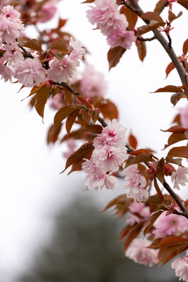 Light Pink Cherry Blossoms Growing on the Branches of a Tree Stock ...