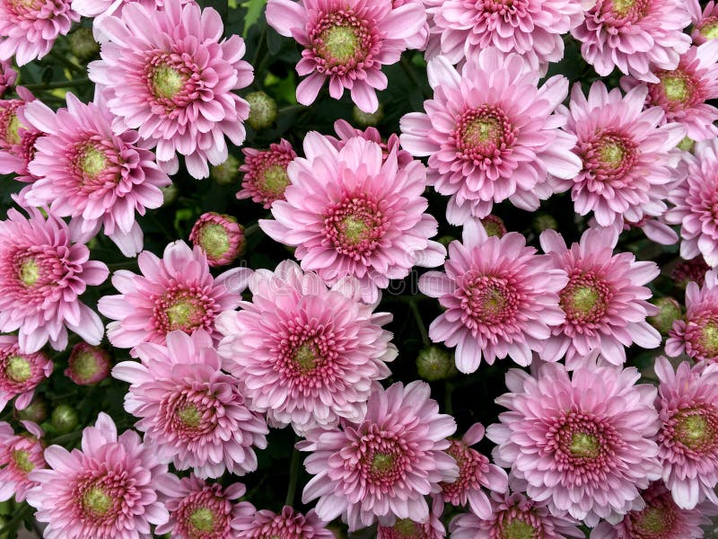 Light Pink Chrysanths Flower Front View in the Bouquet. Stock Photo ...