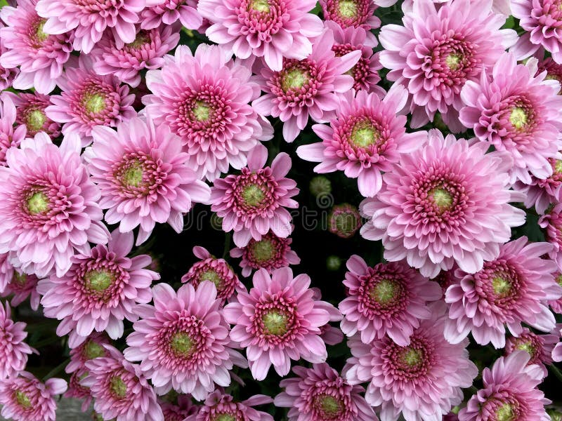 Light Pink Chrysanths Flower Front View in the Bouquet. Stock Photo ...