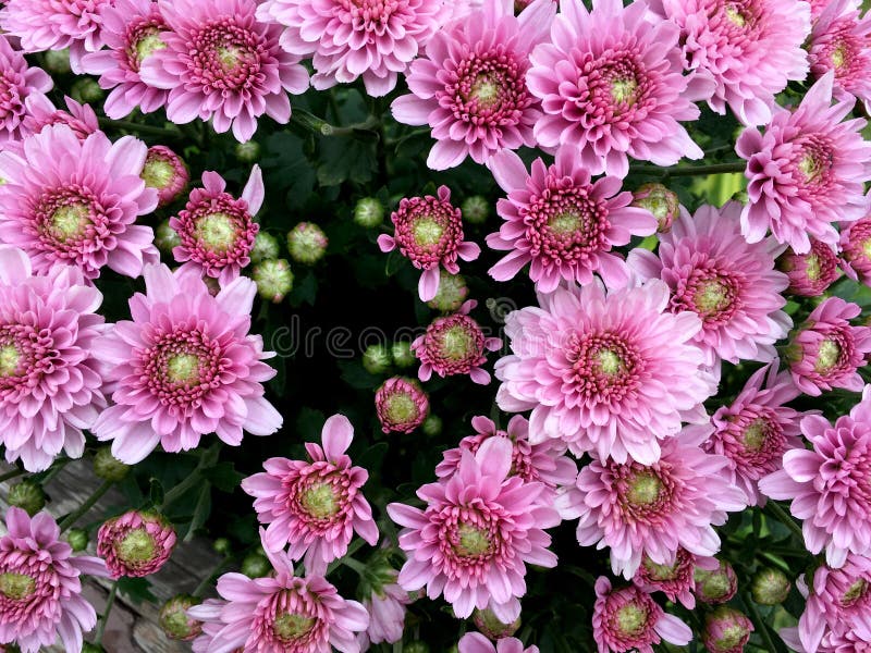 Light Pink Chrysanths Flower Front View in the Bouquet. Stock Photo ...
