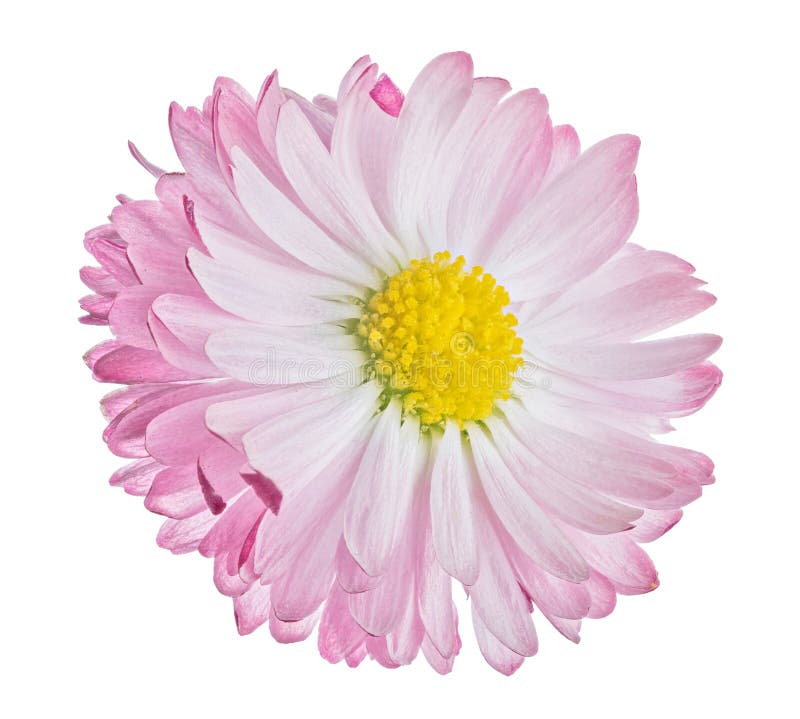 Light Pink Color Daisy Bloom Isolated on White Stock Image - Image of ...