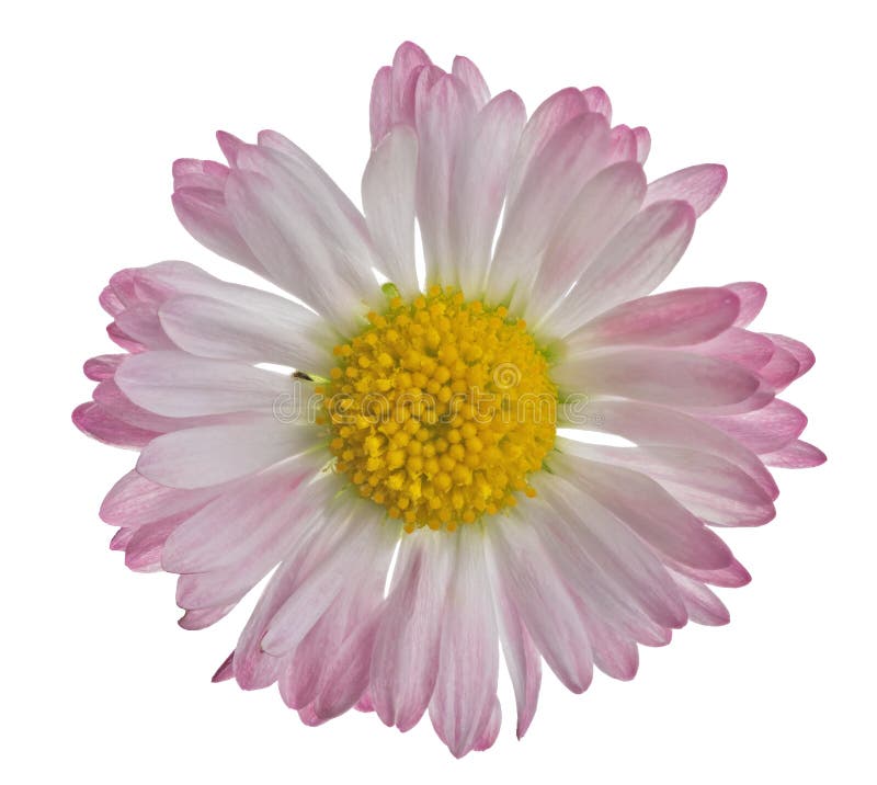 Light Pink Color Daisy Small Bloom Isolated on White Stock Photo ...