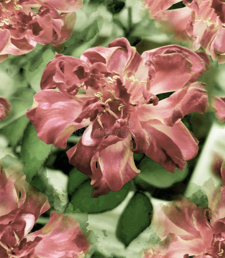 Light Pink Colored Rosa Flower Seamless Pattern Stock Photo - Image of ...