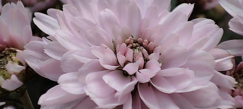 Light Pink Colour Flower Very Beautiful Stock Image - Image of plant ...