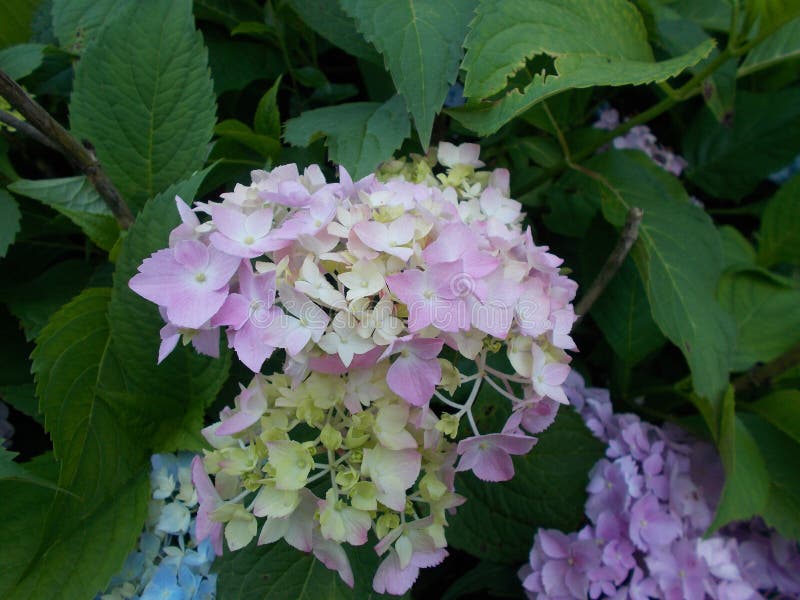 Light Pink Composite Flower Stock Image - Image of bush, pseudanthium ...