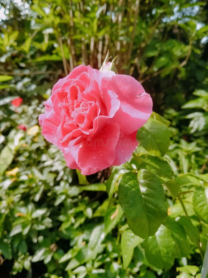Light Pink Coral Desire Rose Stock Photo - Image of light, coral: 266970826