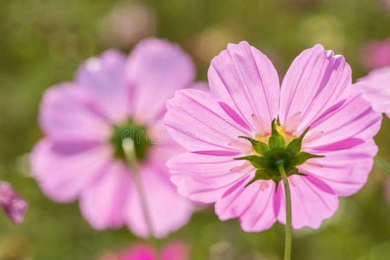 Light pink cosmos flowers stock image. Image of botany - 177075909