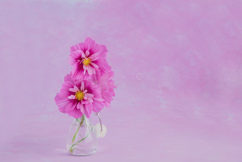 Light Pink Cosmos Flowers Isolated on Pink Background Stock Photo ...