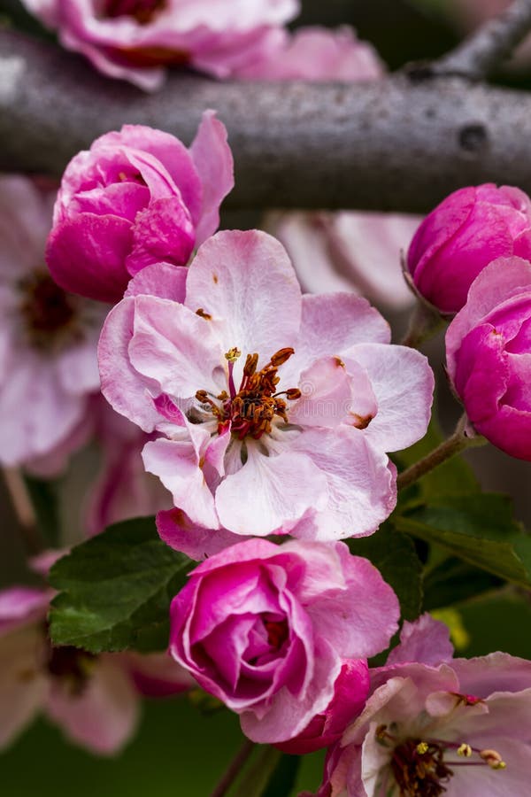 Light Pink Crab Apple Tree Blooms Stock Image - Image of blue, signs ...