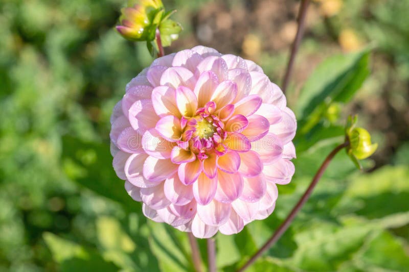 Light pink dahlia blossom. stock image. Image of garden - 299561363