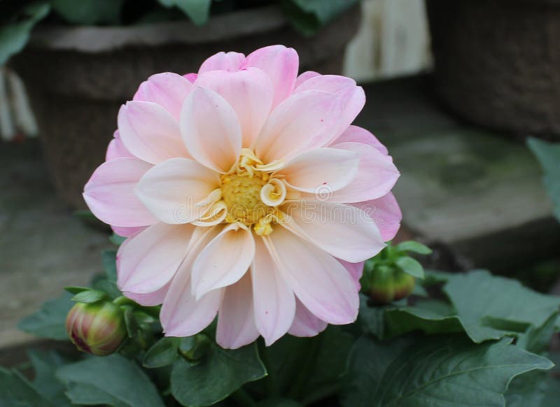 Light Pink Dahlia stock image. Image of flora, dahlia - 93758855