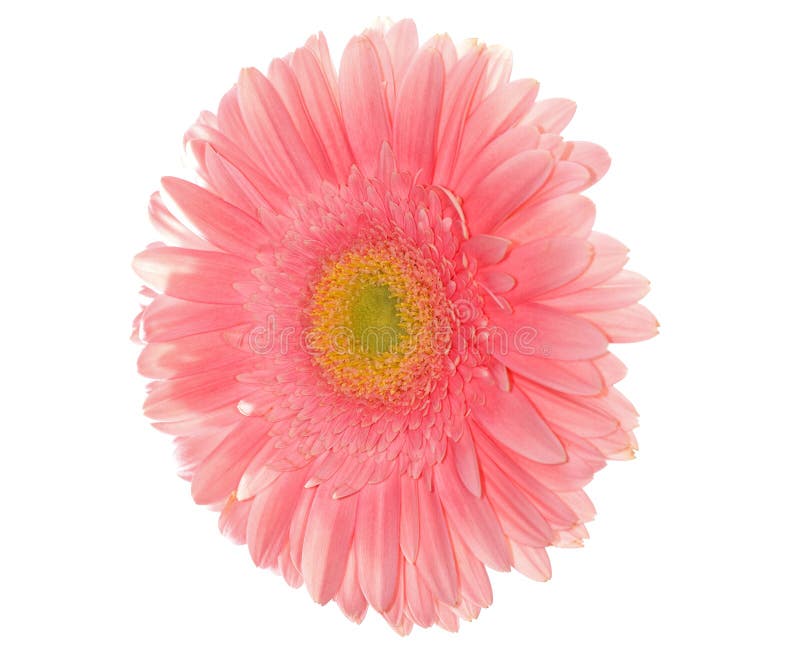 Pink gerbera stock image. Image of plants, daisy, blooms - 13655575
