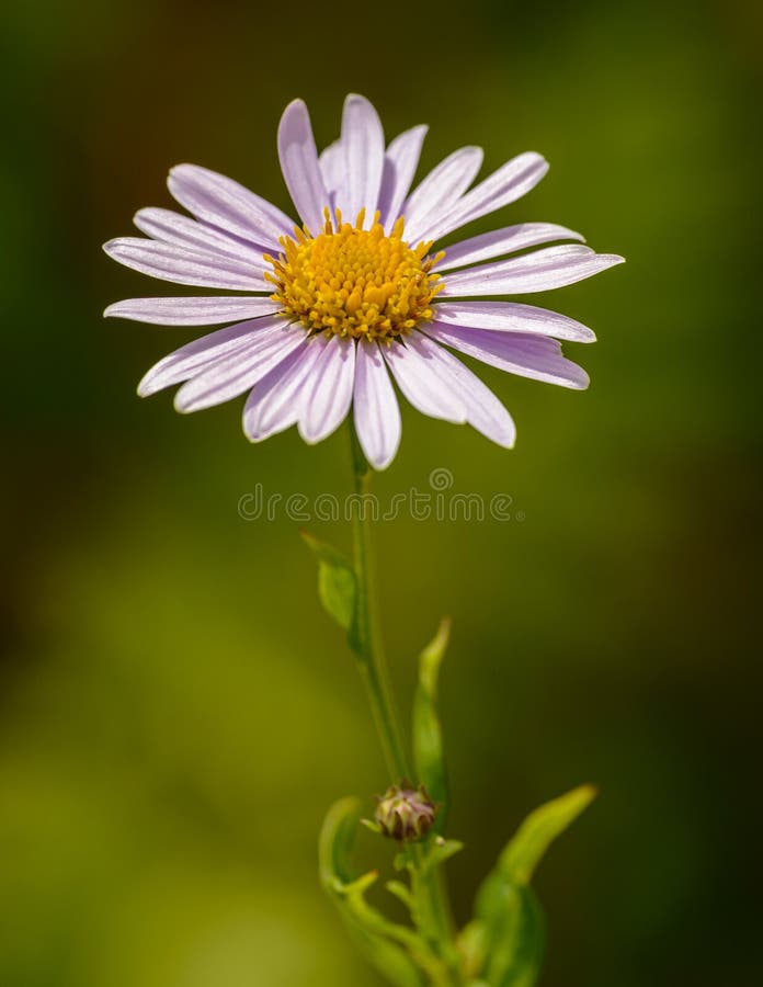 Light Pink Daisy Flower Macro Stock Photo - Image of botanic, beauty ...