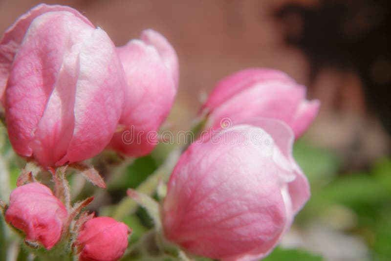 A Light Pink Flower Bud in the Spring Stock Photo - Image of spring ...