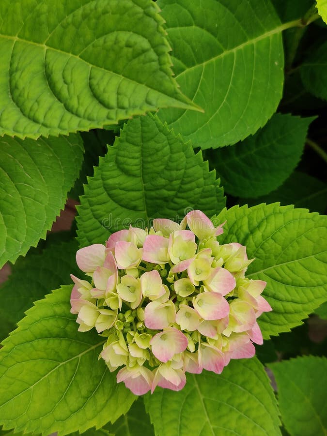 Light Pink Flower Cluster and Green Leaves Stock Photo - Image of ...