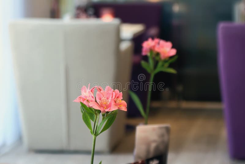 Light Pink Flower - Decor Element Stock Photo - Image of pink ...