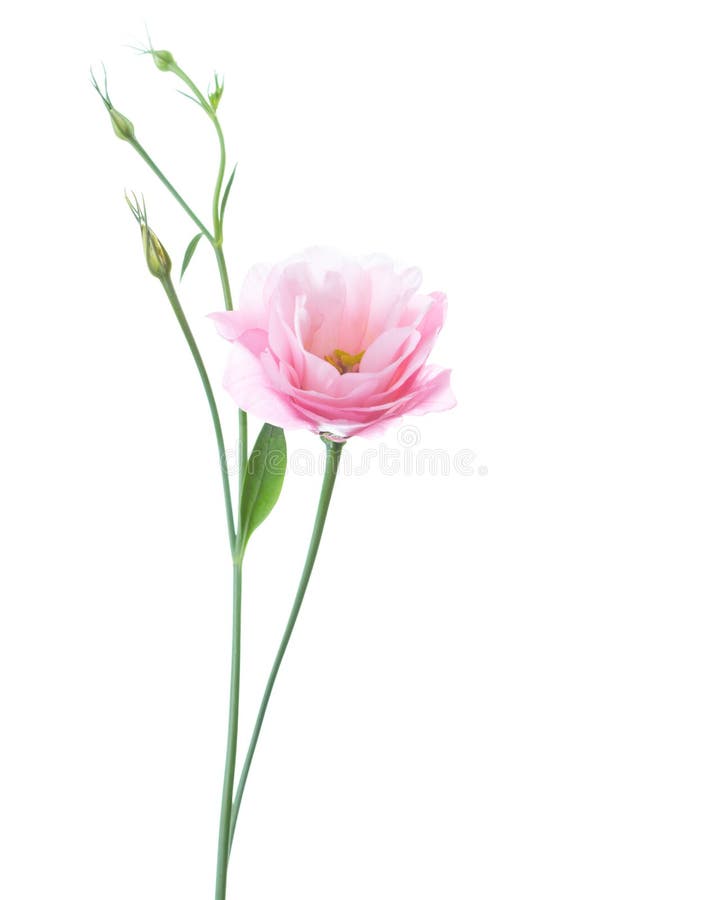 Eustoma stock photo. Image of pastel, bunch, nature, life - 23979632