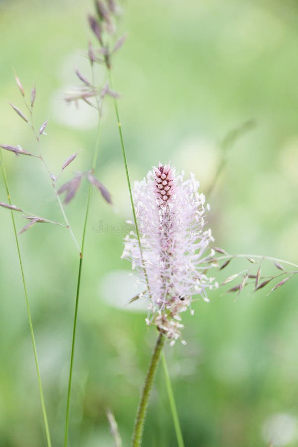 Light Pink Flower in Green Field in Summer Stock Photo - Image of ...