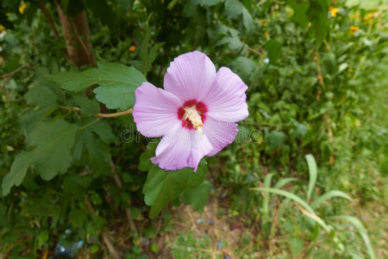 Light Pink Flower of Hibiscus Syriacus in August Stock Image - Image of ...