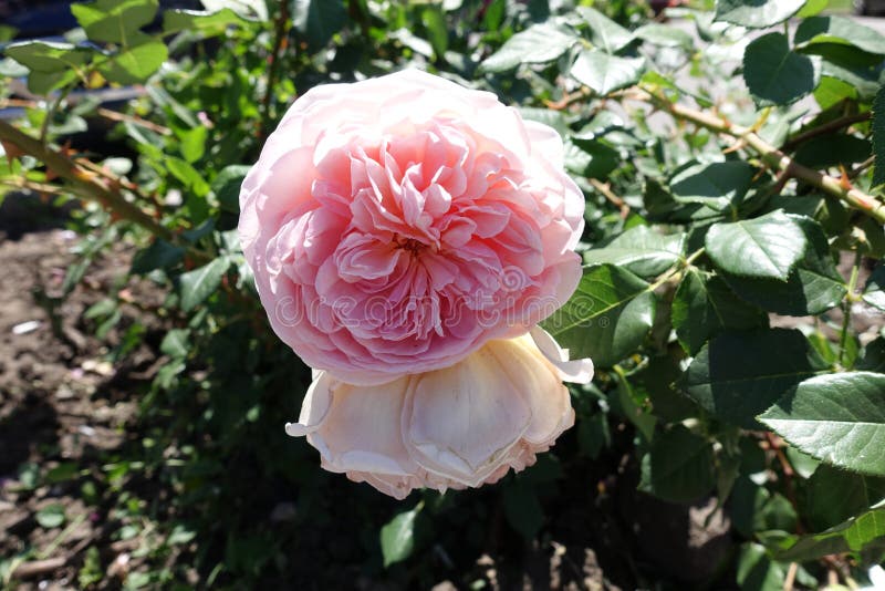 Light pink flower of rose stock photo. Image of flowerbed - 140363880