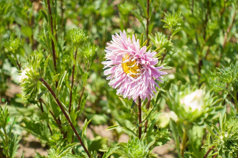 Light Pink Flower of Semi Double China Aster in August Stock Image ...