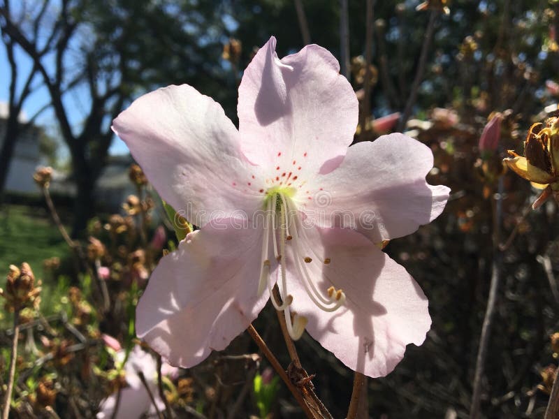 Light Pink Flower stock photo. Image of spring, flower - 114881878