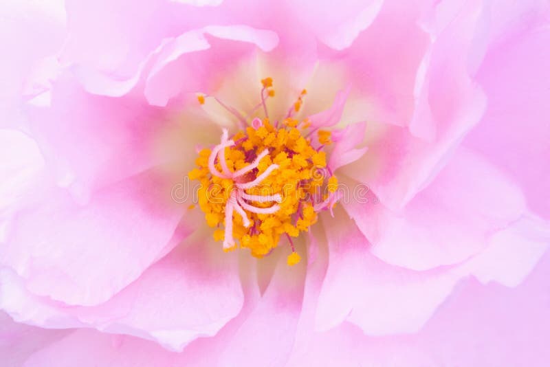 Light pink flower stock photo. Image of season, floral - 42769956