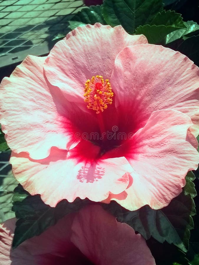 Light pink flower stock photo. Image of light, nature - 123779074