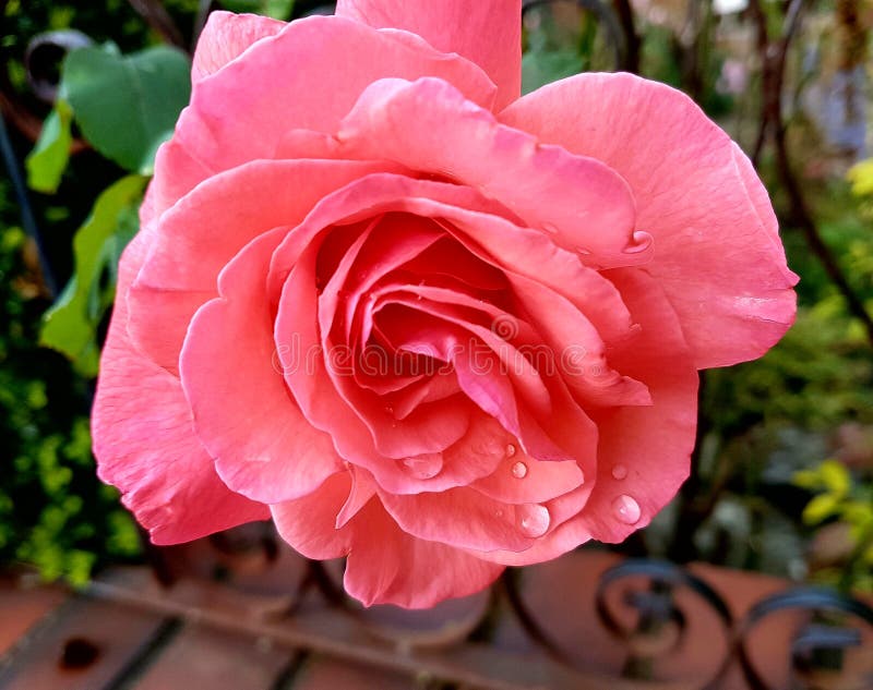 Light pink flower stock photo. Image of pink, flower - 97587136