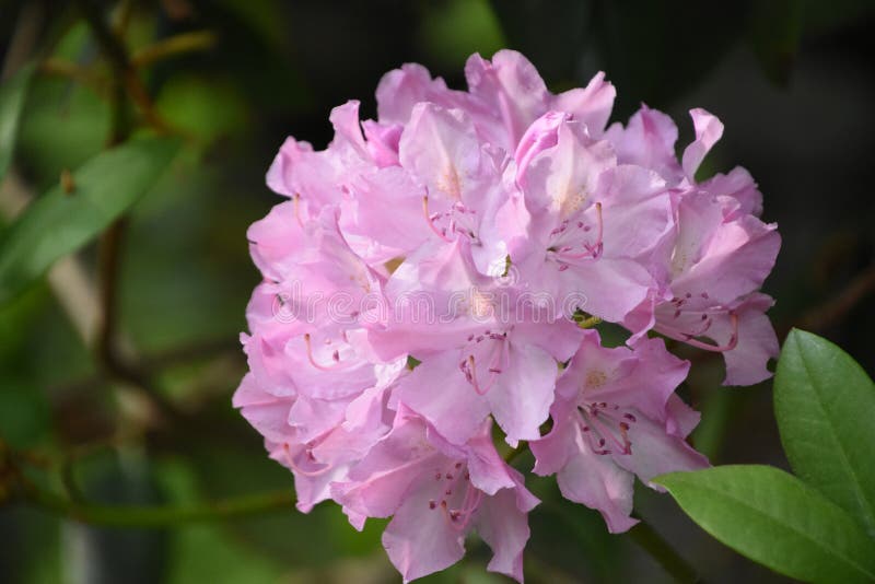 Light Pink Flowering Rhododendron Bush in Bloom Stock Photo - Image of ...