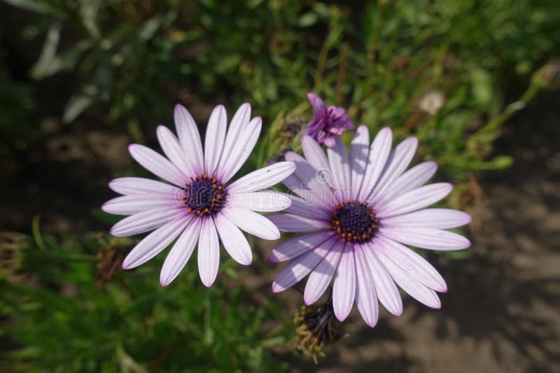 2 Light Pink Flowers of African Daisy in September Stock Photo - Image ...